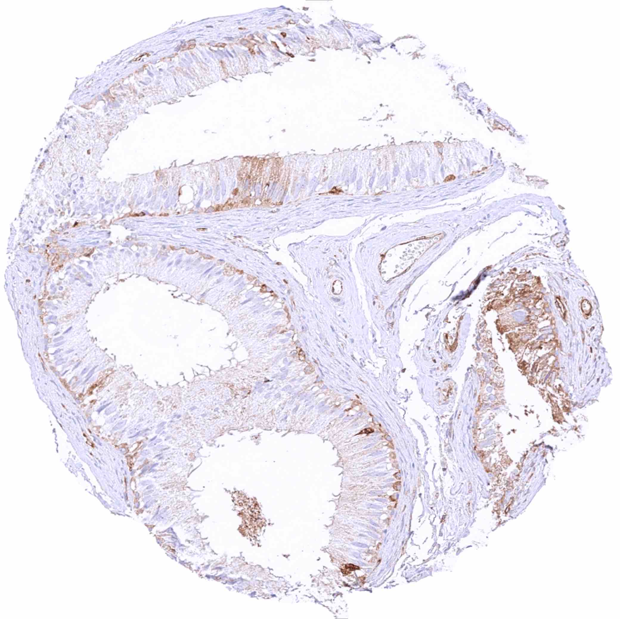 Normal Tissue Gallery MX1 - MS Validated Antibodies