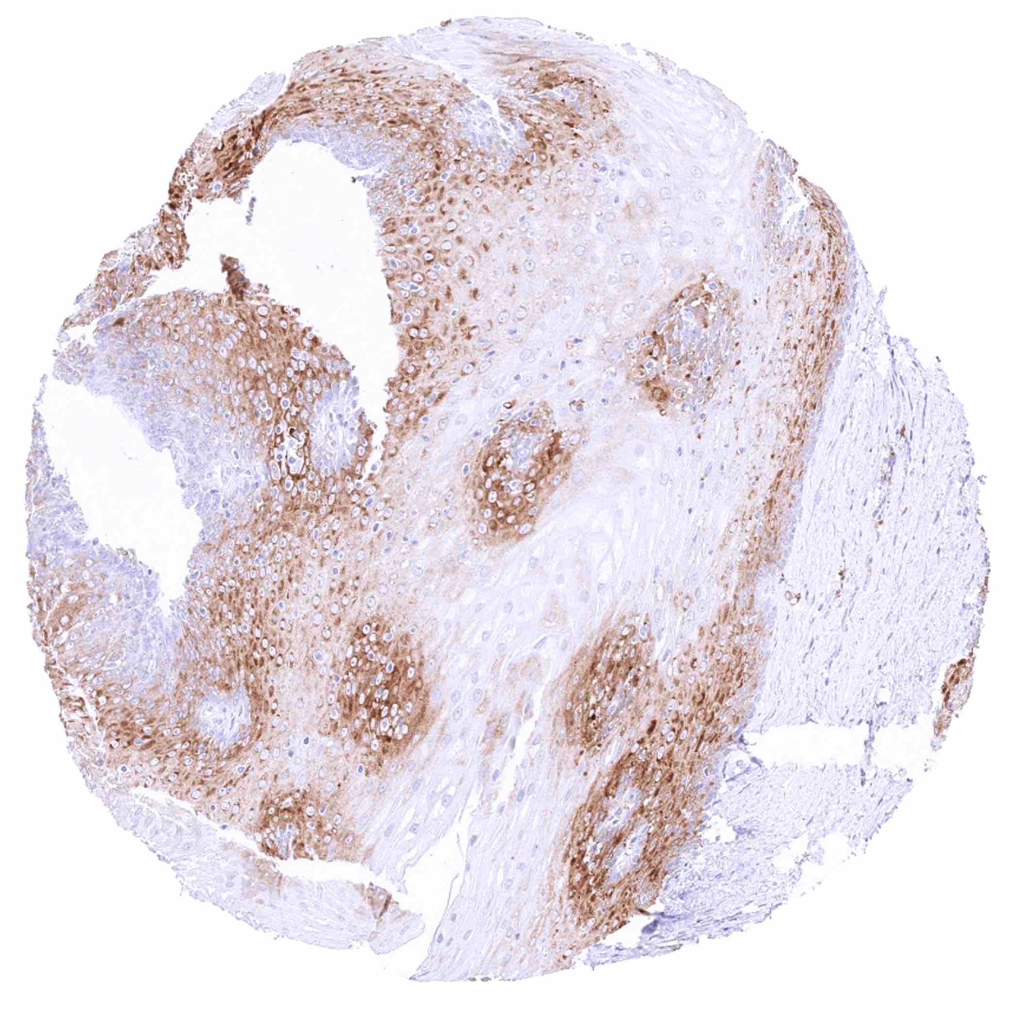 Normal Tissue Gallery MX1 - MS Validated Antibodies