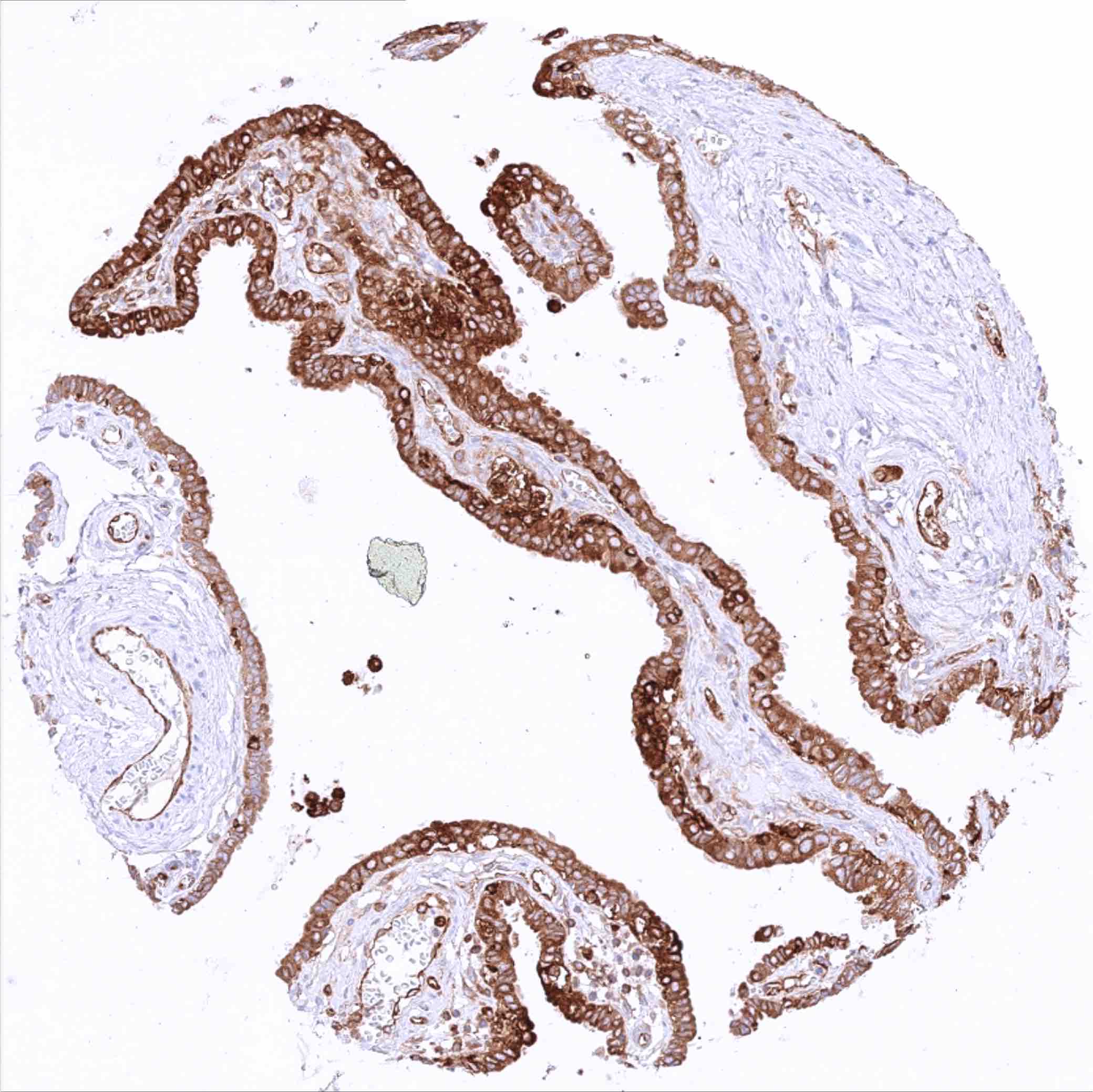 Normal Tissue Gallery MX1 - MS Validated Antibodies