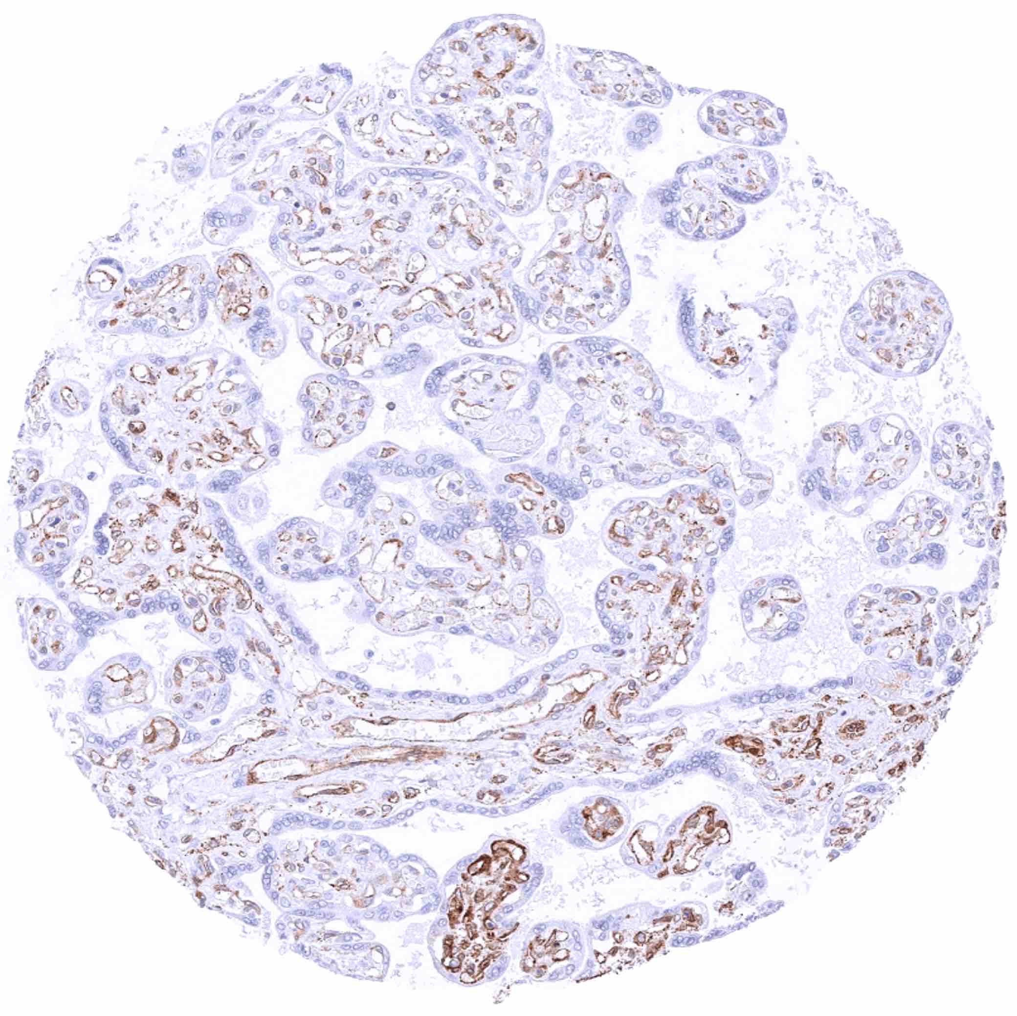 Normal Tissue Gallery MX1 - MS Validated Antibodies