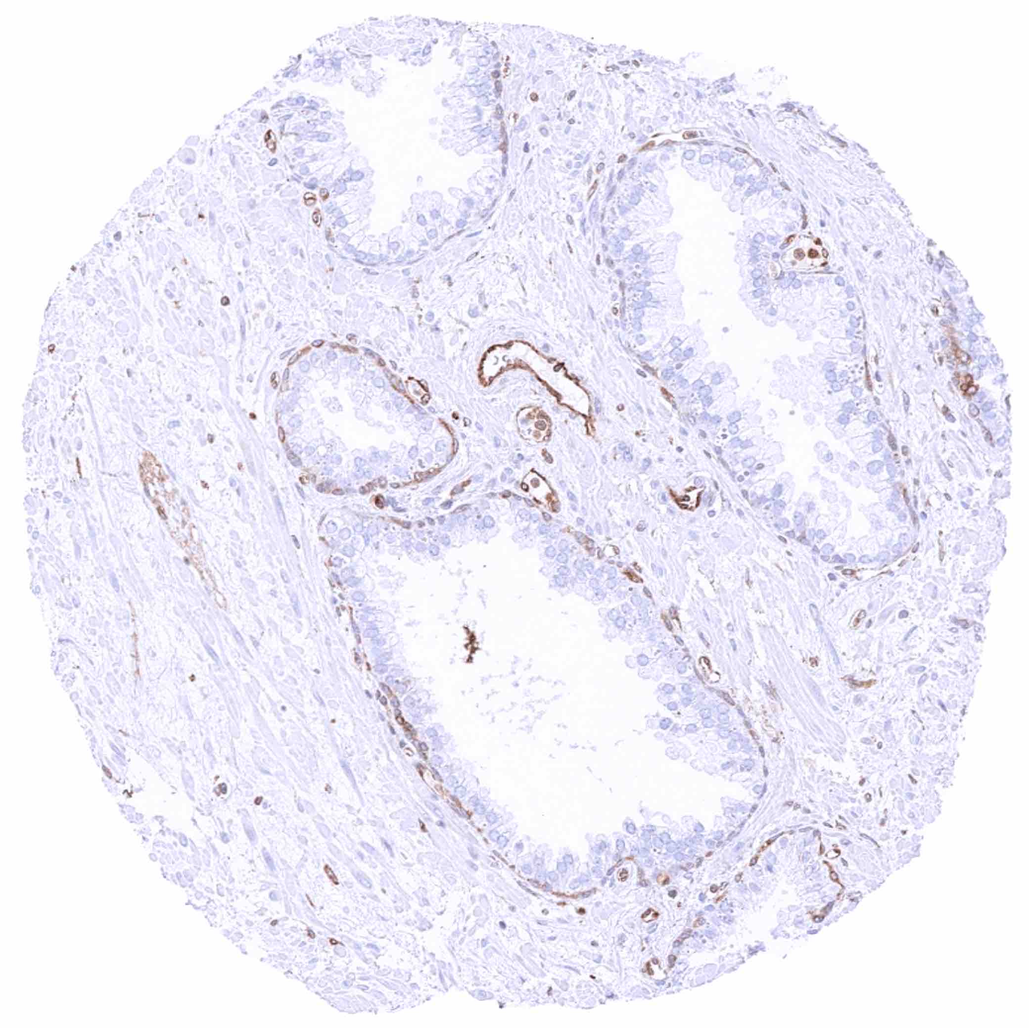 Normal Tissue Gallery MX1 - MS Validated Antibodies