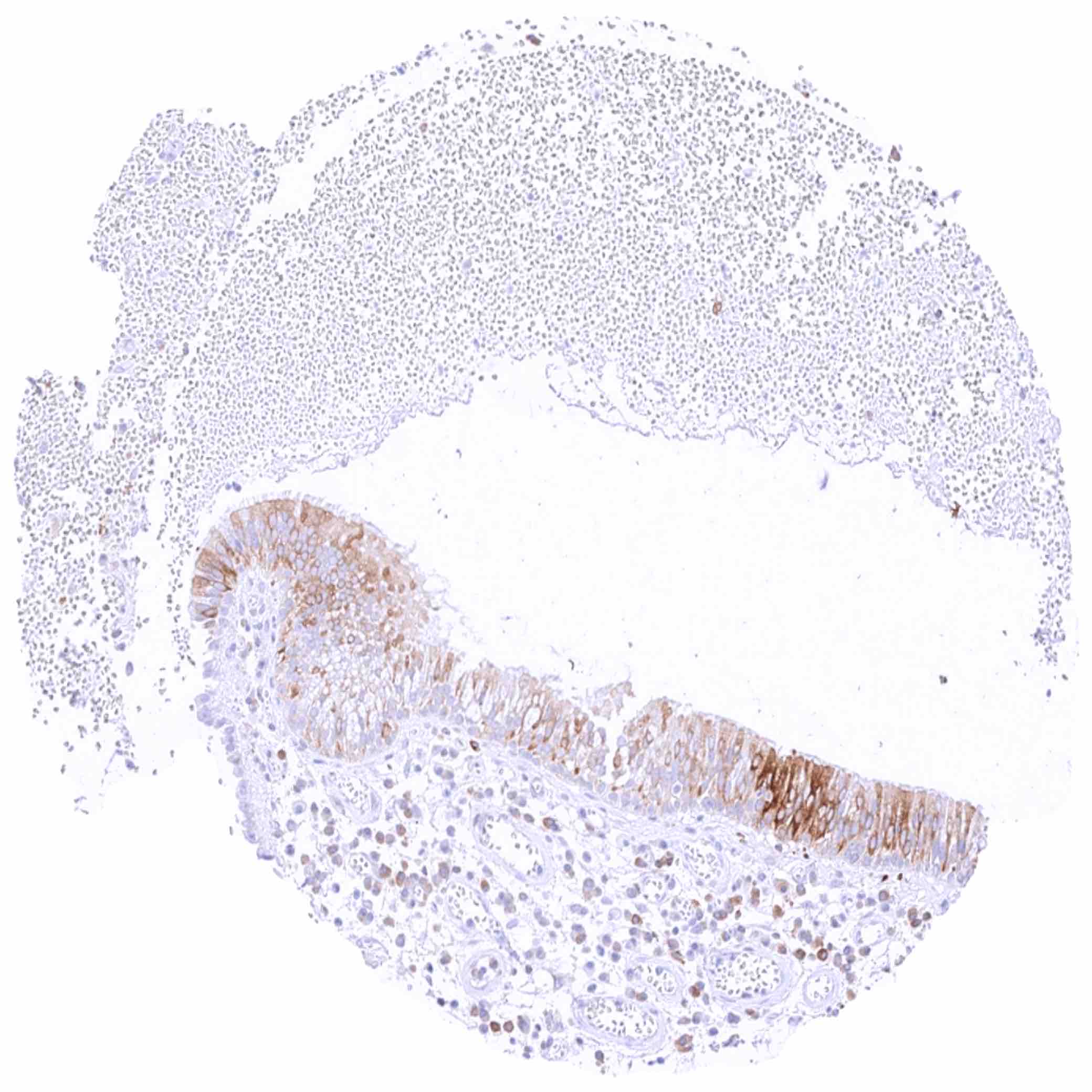 Normal Tissue Gallery MX1 - MS Validated Antibodies