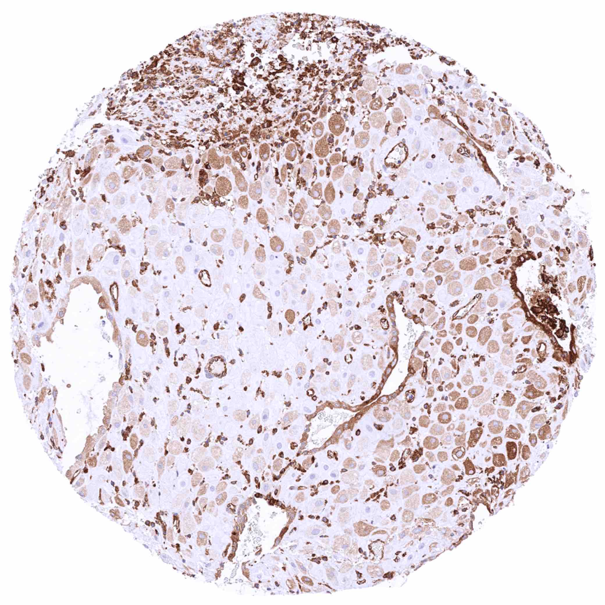 Normal Tissue Gallery MX1 - MS Validated Antibodies