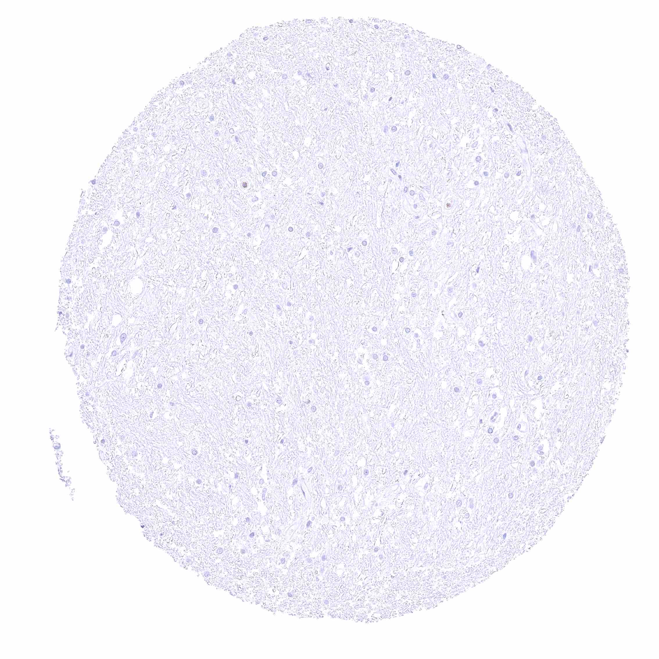 CD35 (MSVA-035M) - MS Validated Antibodies