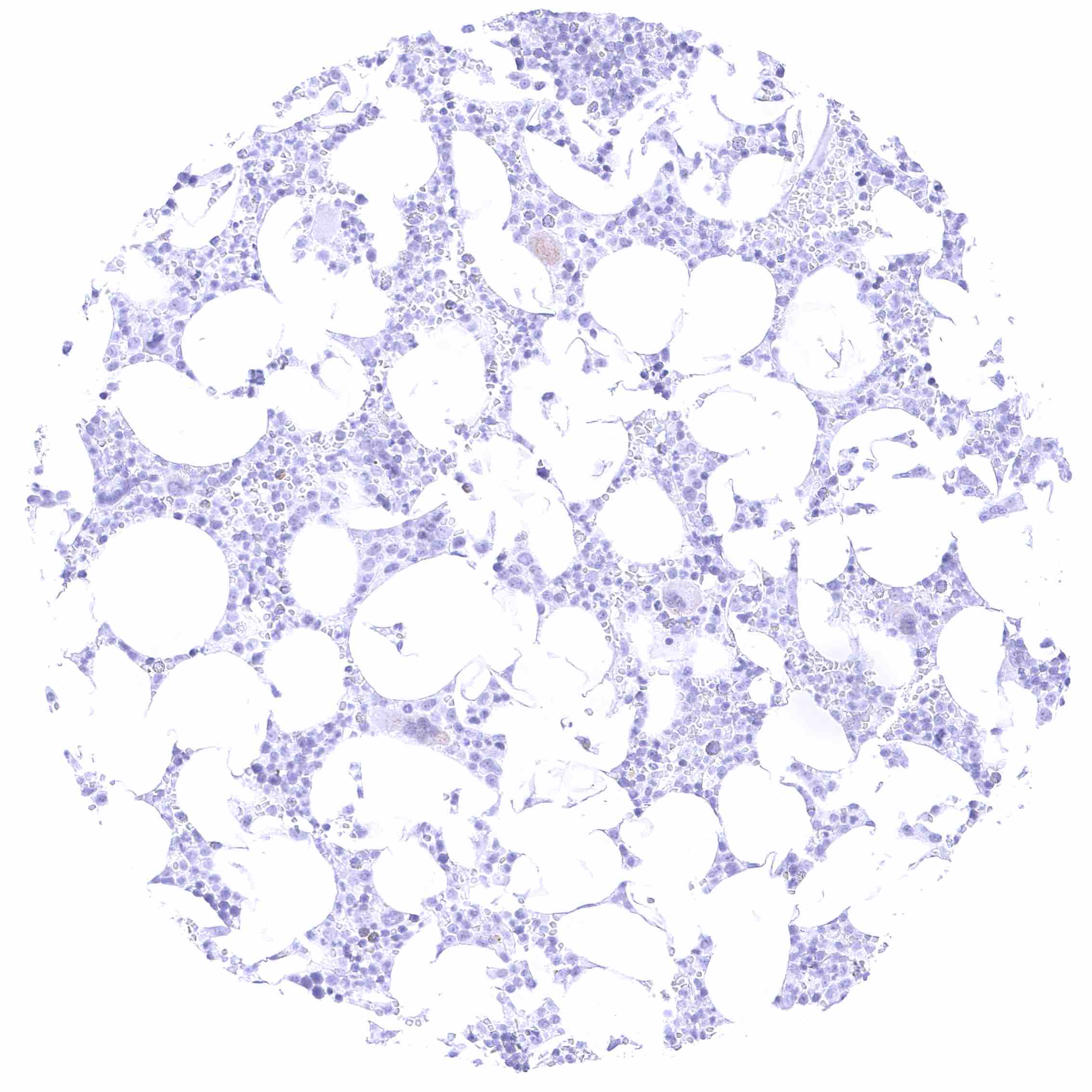 Claudin-6 (MSVA-916R) - MS Validated Antibodies
