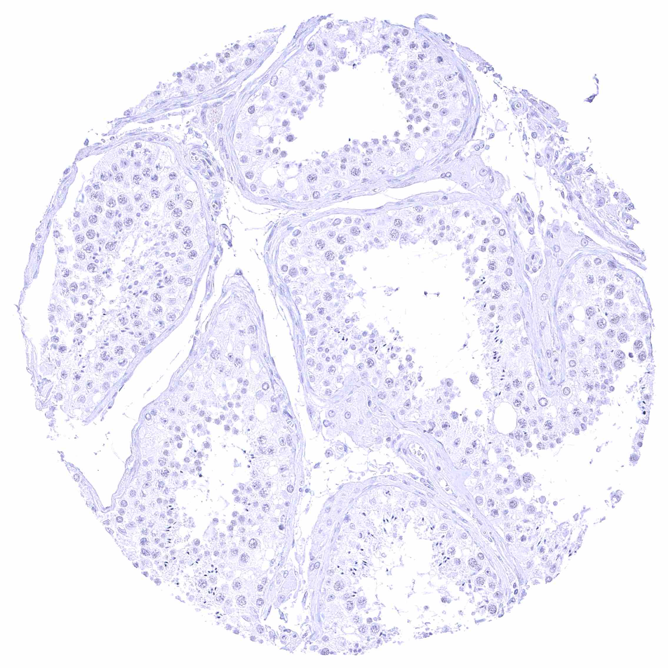 Claudin-6 (MSVA-916R) - MS Validated Antibodies